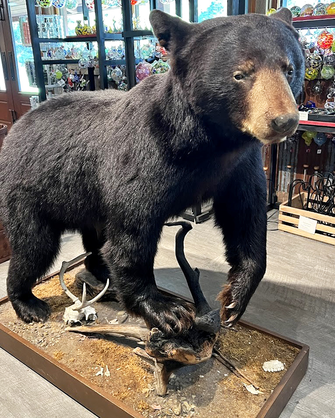 The visitor center's taxidermied bear offers a safer way to appreciate local wildlife. All the majesty without the "running for your life" cardio workout.