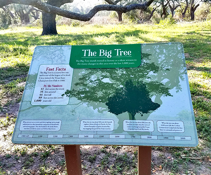 This timeline display reveals the Big Tree's remarkable journey through history&mdash;it was already ancient when Columbus set sail and has weathered countless storms since.