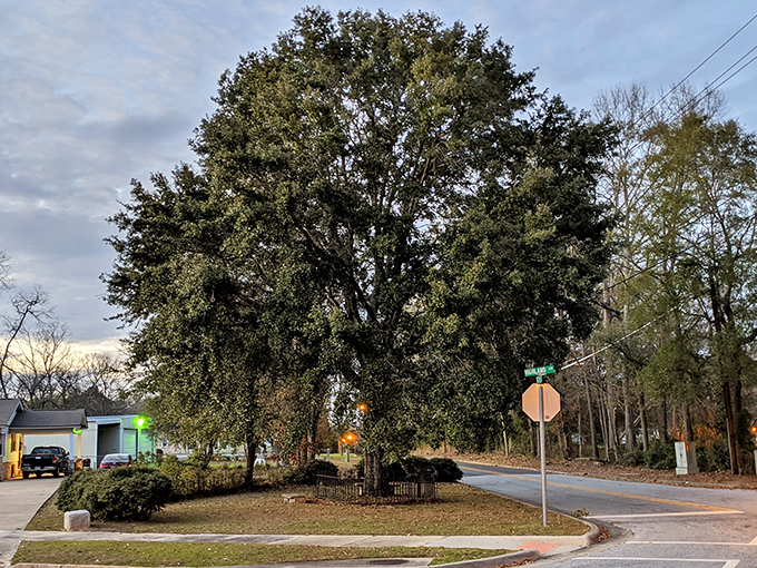 The Tree That Owns Itself stands majestically at a crossroads, having accumulated more property than most retirees without ever filing a tax return.