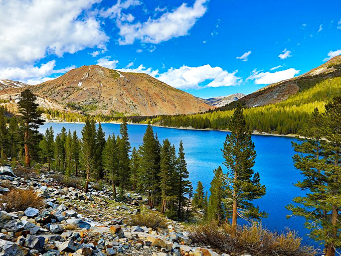 Blue so intense it looks Photoshopped. Tioga Lake nestled among golden hills and evergreens creates a color palette that would make Monet jealous.