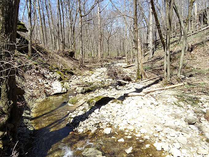Woodland trails meander through dappled sunlight, offering the kind of peace you can't download from an app or order online with next-day delivery.
