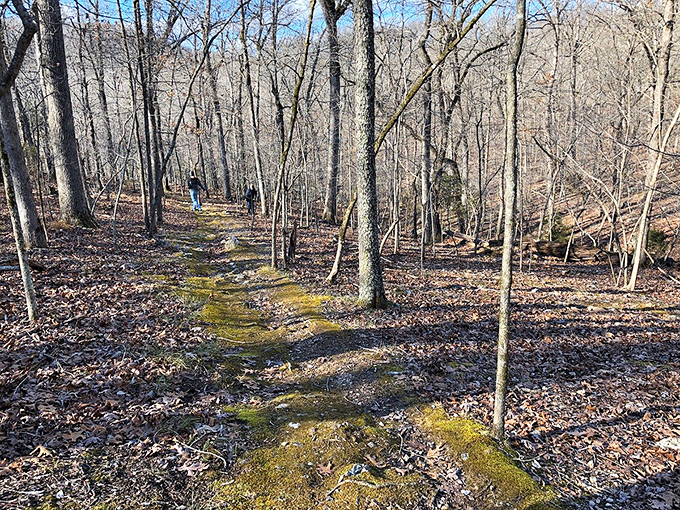 Hiking trails through winter-bare woods reveal secrets hidden in summer's shade. That mossy path has stories older than anyone walking it today.