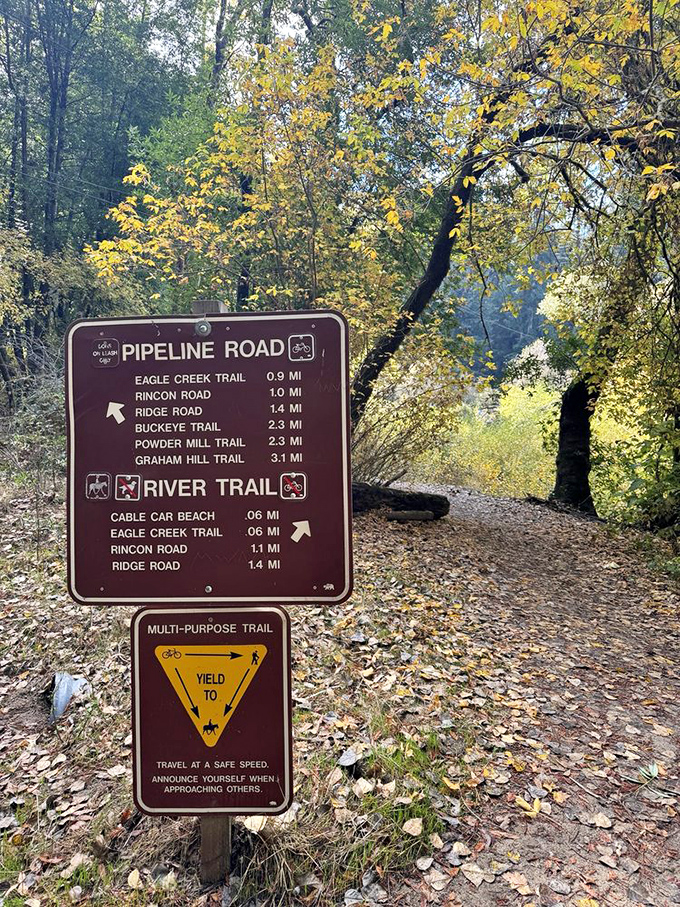 Nature's subway map makes getting lost a choice rather than an accident. Though getting "lost" here might be the point.