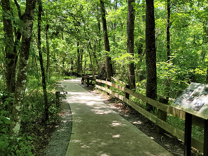 The accessible trail meanders through the forest, proving you don't need to tackle the stairs to experience the park's natural beauty.