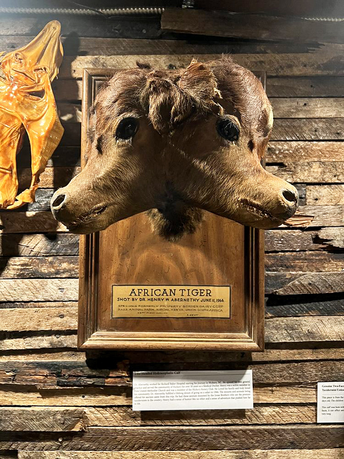 This two-headed "African Tiger" taxidermy specimen represents the carnival sideshow tradition of displaying natural anomalies. Truth is stranger than fiction.