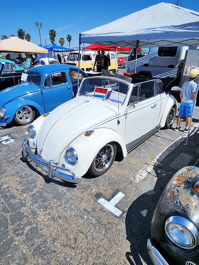 Classic Volkswagen Beetles shine under the California sun, their curved silhouettes and chrome details attracting both automotive enthusiasts and Instagram photographers alike.