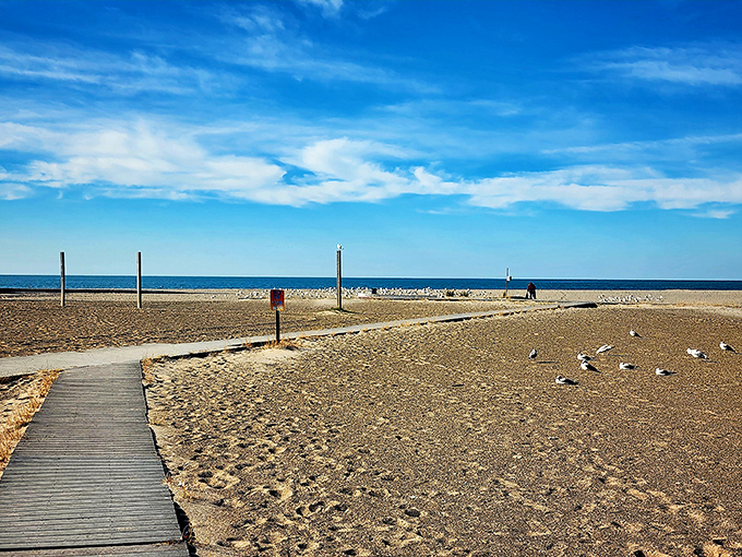 Walnut Beach offers Lake Erie views and seagull companions, where the horizon stretches endlessly and cell phone reception becomes blissfully optional.