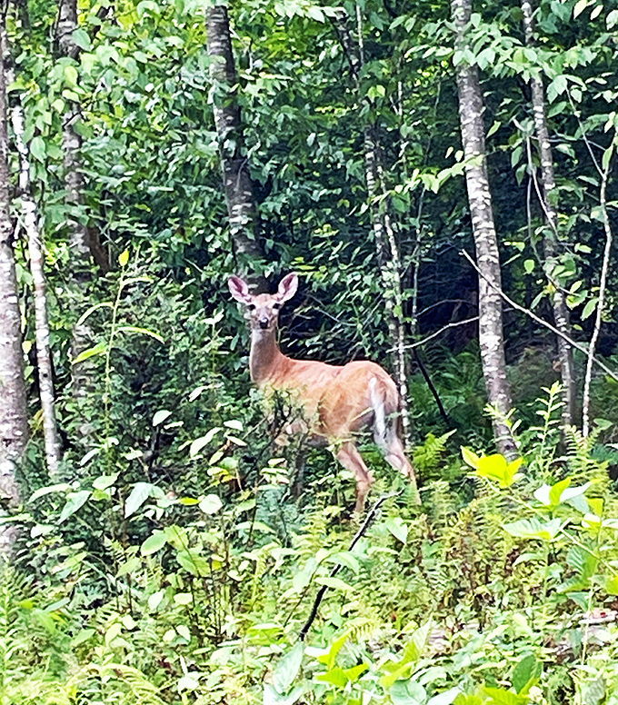Wildlife spotting at its finest! This deer paused just long enough to remind us whose home we're really visiting.