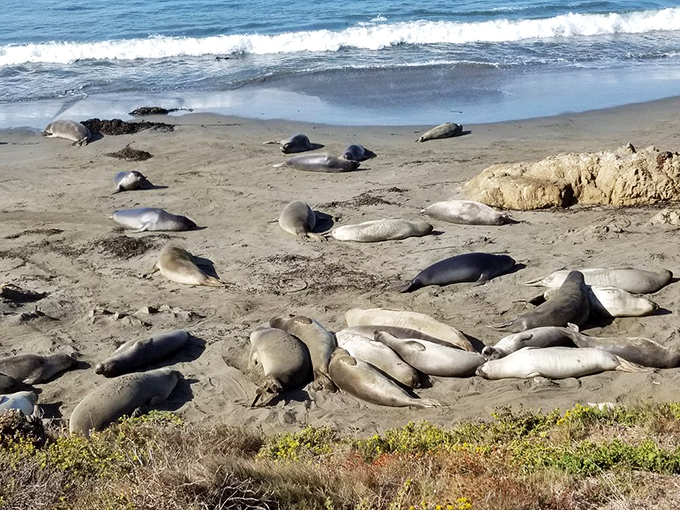 Nature's beach party! These seals didn't need an invitation to claim their spot on the sand for some serious California lounging.