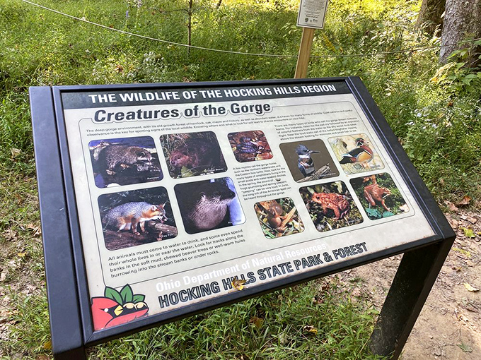 Educational signage reveals the secret lives of Hocking Hills' woodland residents. Spoiler alert: they're all living better than most of us.