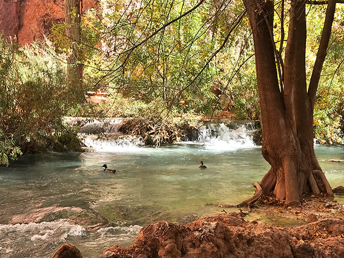 Ducks paddle through turquoise pools, probably wondering why humans make such a fuss about getting here.