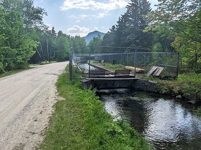 York Pond Trailhead's rustic bridge invites hikers to cross from everyday life into the tranquil embrace of New Hampshire's wilderness.