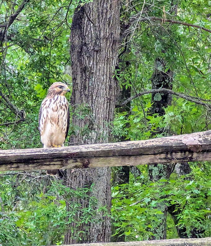 This hawk isn't just posing&mdash;it's auditioning for National Geographic. Nature's paparazzi caught this supermodel mid-brood.