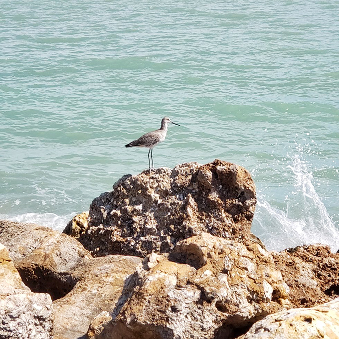 A solitary shorebird stands sentinel on coastal rocks, surveying its domain with the confidence of a creature perfectly adapted to life between land and sea.