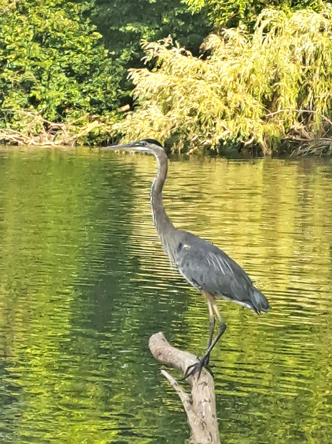 A great blue heron strikes its signature pose – part statue, part ninja – patiently waiting for fish foolish enough to swim close.