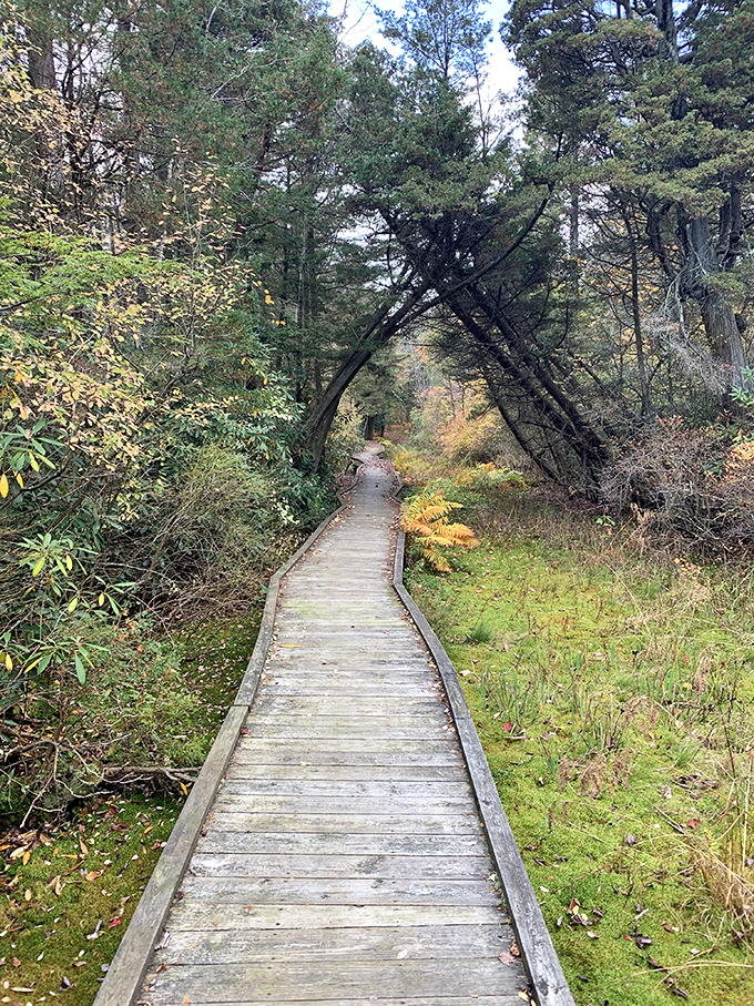 The boardwalk through Cedar Swamp feels like walking through a fantasy novel. Expect woodland creatures to start offering quests at any moment.