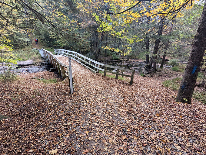 Autumn's golden carpet unfurled – crossing this bridge feels like walking through a scene from a storybook adventure.