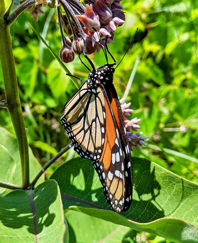 Monarch butterflies stop by Esch Beach during migration &ndash; even they know a five-star rest area when they see one.