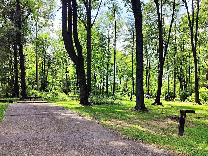 Nature's playground before the human-made one. This serene camping spot proves that sometimes the best entertainment system is a circle of trees.