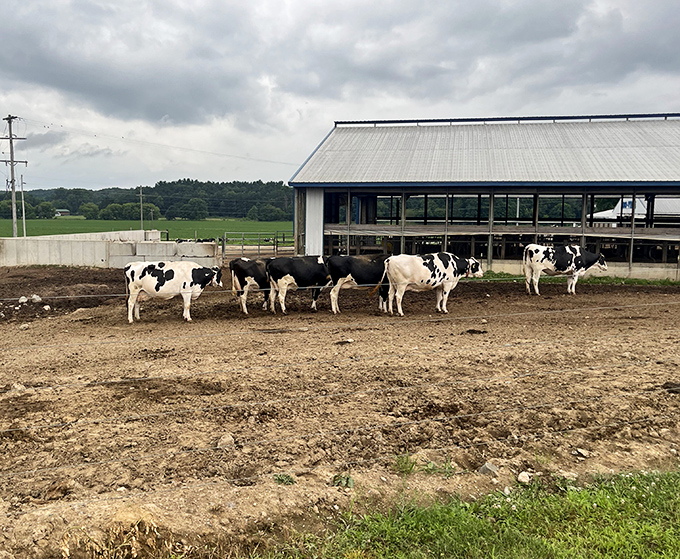 Meet the ladies responsible for your ice cream enjoyment &ndash; Holstein heroines grazing contentedly just yards from where their milk becomes magic.