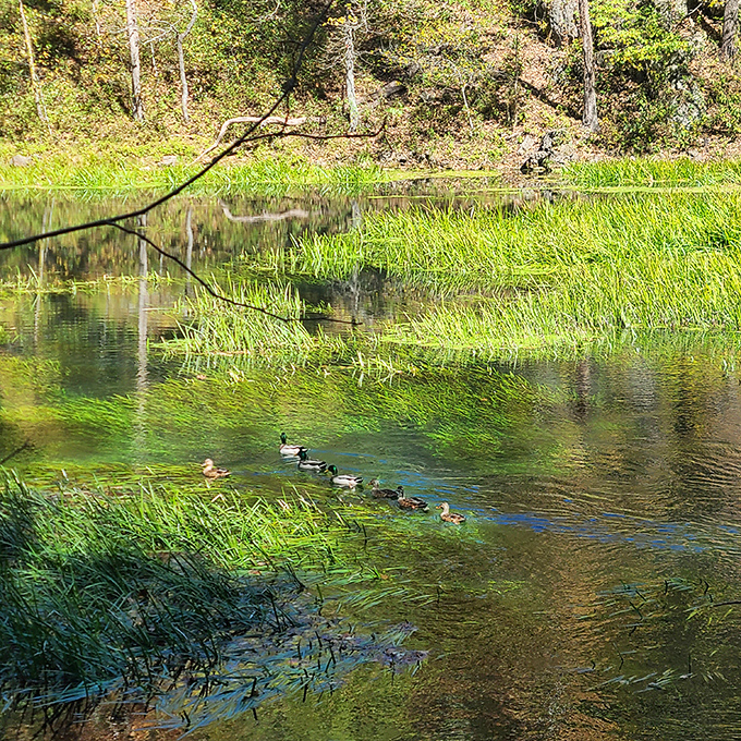 A duck family's morning commute looks far more peaceful than yours. No traffic jams, just gentle currents and breakfast on the go.