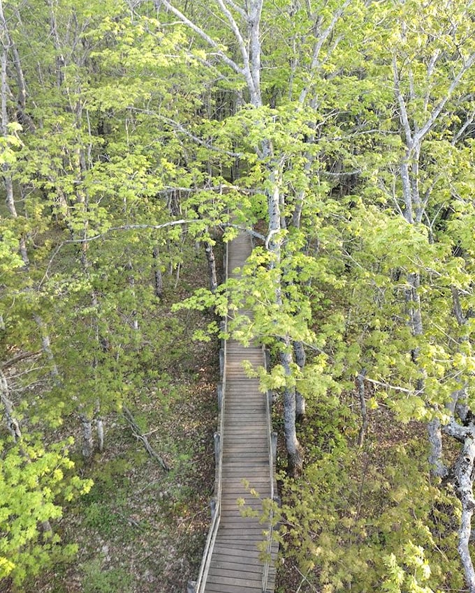 From this bird's-eye view, you can almost see where the forest creatures hold their secret midnight meetings. No invitation required.