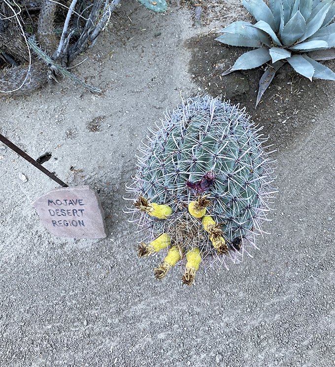 Fishhook barrel with blooms that look like someone stuck party decorations on a very grumpy, very spiky guest who didn't ask.
