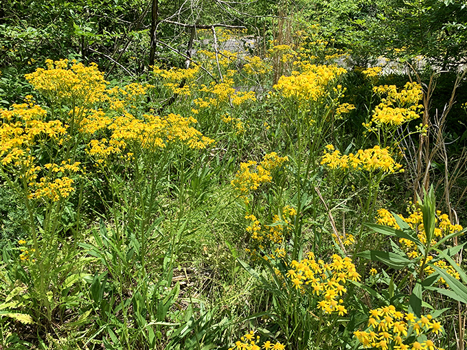 Wildflowers bloom like nature's welcoming committee, adding splashes of sunshine to the green canvas.