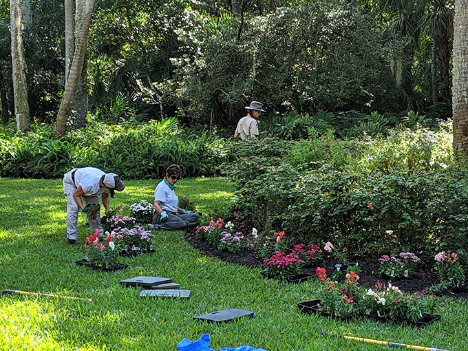 Garden volunteers perform the sacred ritual of coaxing reluctant Florida soil into producing botanical miracles.