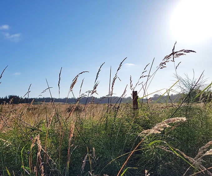 Coastal grasses dancing in the breeze like nature's own version of those inflatable tube men, but with significantly more dignity.