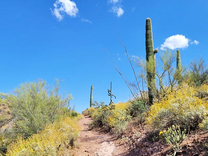 Desert gold! Spring wildflowers transform Lake Pleasant's hiking trails into corridors of color that perfectly complement the blue waters beyond.