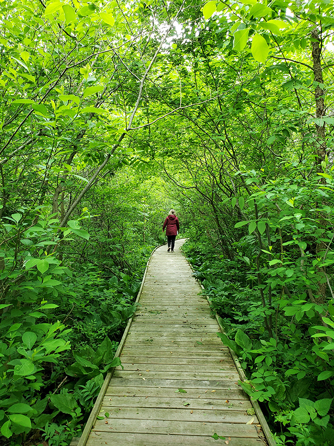 The green tunnel effect! Lush spring foliage creates a verdant corridor along the boardwalk, making visitors feel like they're walking through nature's own cathedral.