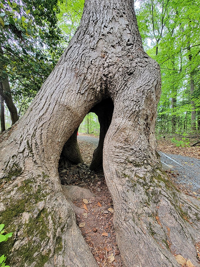 Nature's doorway&mdash;this ancient tree has witnessed centuries of seasons while creating its own magical portal for imaginative explorers.
