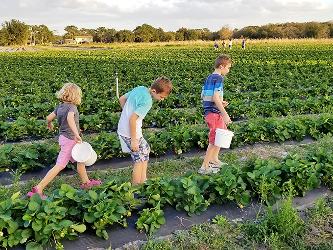 Young explorers on a berry quest, learning that the best treasures don't need batteries or screens—just sunshine and patience.