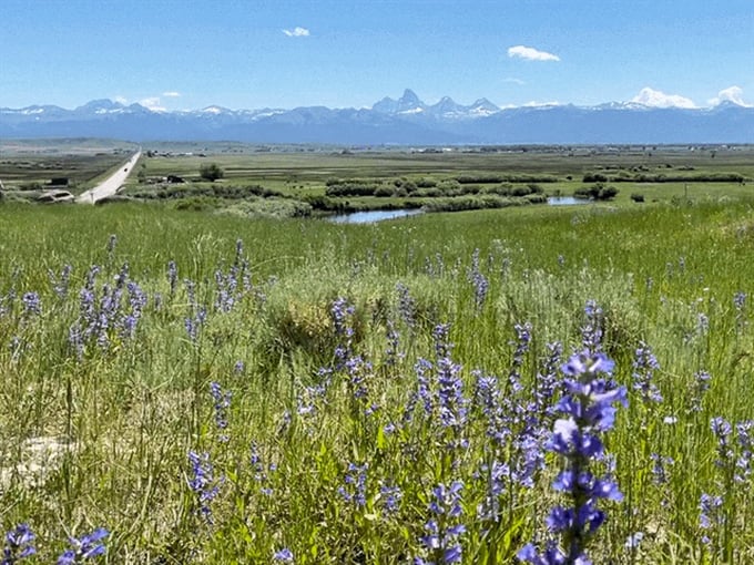 Spring's purple carpet rolls out alongside the byway, with lupines standing at attention as if saluting the distant peaks.