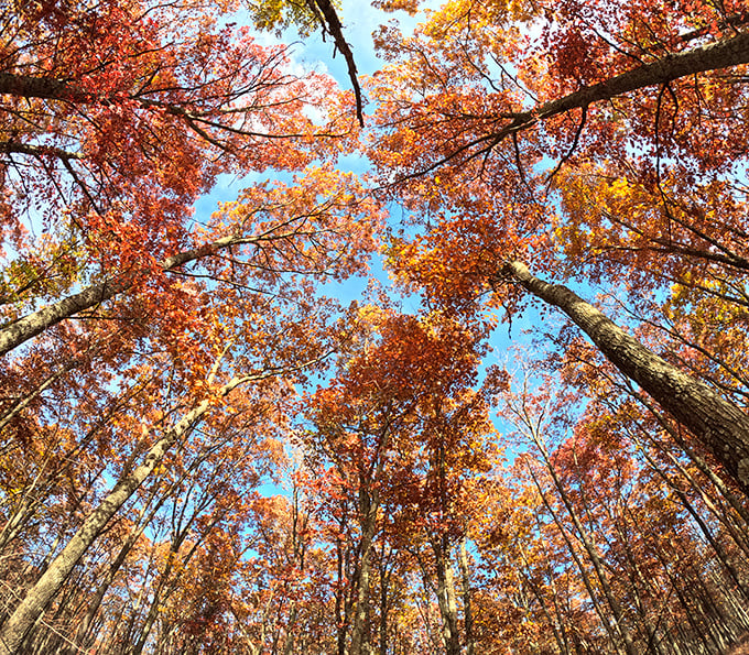 Look up! Nature's stained glass ceiling puts every cathedral to shame with its fiery autumn display. 