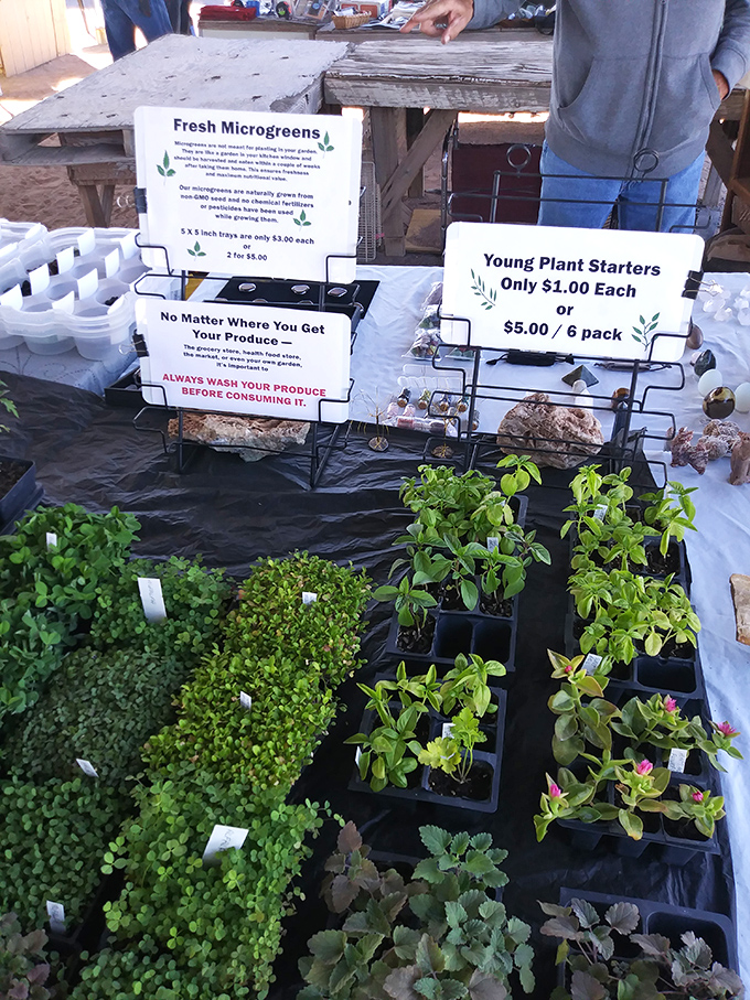 From microgreens to starter plants&mdash;proof that even the most dedicated bargain hunters occasionally need something actually living.