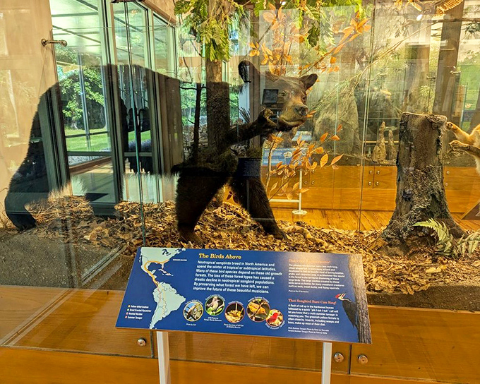 The black bear exhibit highlights one of the park's most impressive residents. Thankfully, most real encounters happen at a much greater distance!