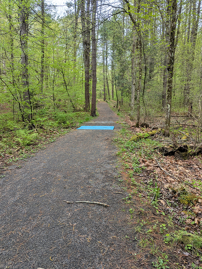 Forest trails that look this inviting make you forget you ever complained about needing to exercise regularly.
