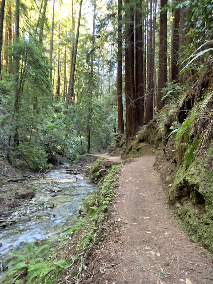 Creek-side trails offer stereo sound: babbling water on the left, whispering trees on the right. No headphones necessary.