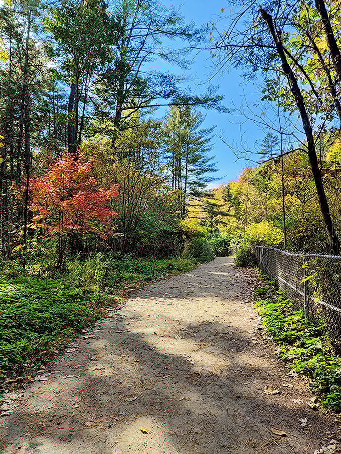Fall's color palette paints this pathway with warm hues, creating a golden runway that beckons hikers deeper into the woods.