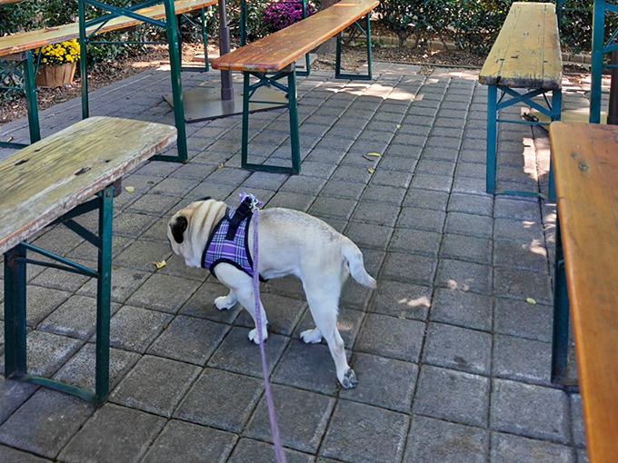 Even four-legged friends appreciate The Pharmacy's beer garden, though they're more interested in dropped tots than craft brews.
