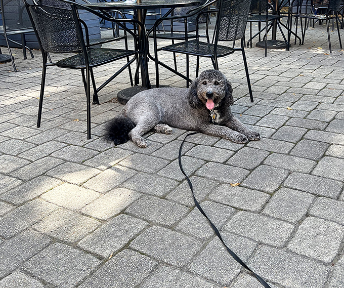 Even four-legged friends know where the good vibes are. This pup has clearly mastered the art of outdoor dining etiquette.