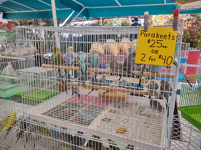 Parakeet apartments available! These colorful tenants come with their own cages and a "buy one, get a friend half-off" special.