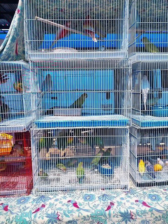 Feathered and fuzzy friends await new homes in these stacked cages. The pet section offers companionship in all sizes and species.