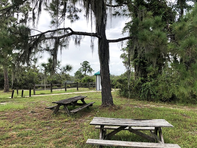 Rustic picnic tables under Spanish moss &ndash; where lunch comes with a side of Old Florida ambiance no restaurant could possibly replicate.