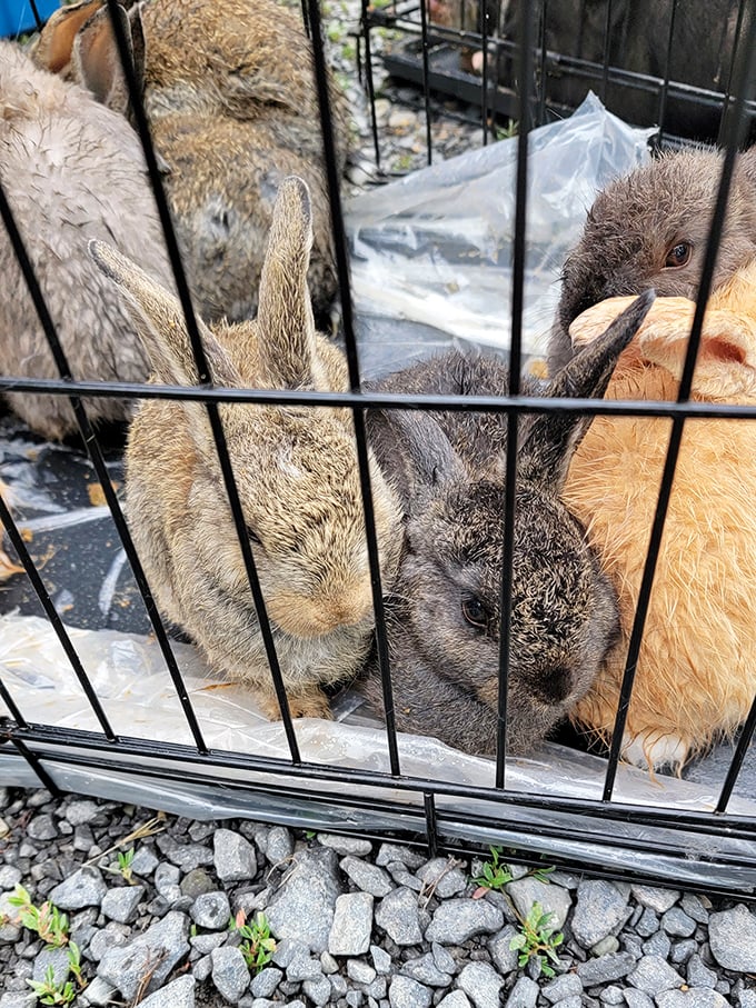 Fuzzy faces peer through cage bars, these rabbits representing the surprising variety of livestock available at country markets.