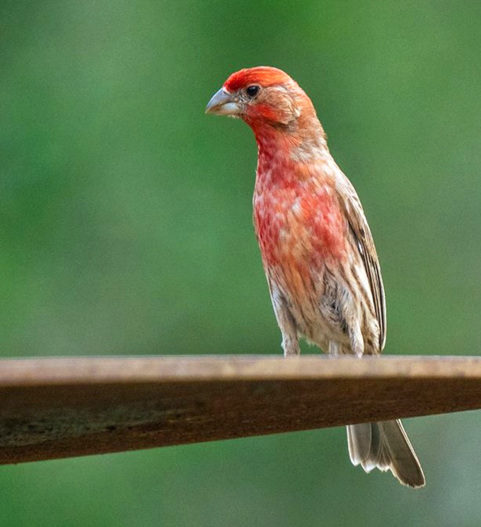 A rose finch strikes a pose, probably wondering why humans make such a fuss about "getting away from it all."