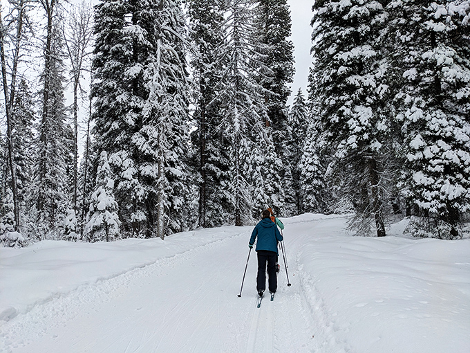 Winter transforms familiar trails into wonderland highways. The squeaky sound of fresh snow under skis&mdash;nature's ASMR.