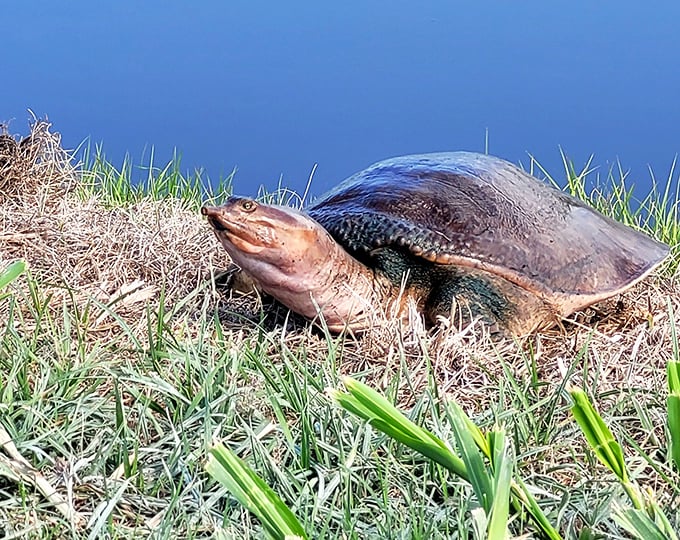 This softshell turtle has the expression of someone who just found out Monday isn't canceled after all.